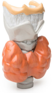 Struma (Kropf) | Schilddrüsenordination Dr. Wolfgang Köhler